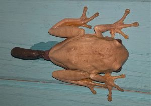 Frog Poop: What Does It Look Like?