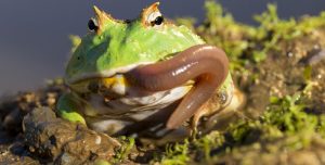 Frogs Food: What Do Frogs Eat and How?