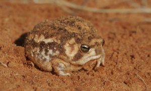 Where Do Frogs Live? A Comprehensive Guide to the Frog Habitats