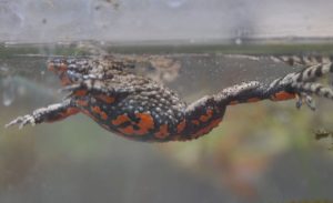 European Fire-bellied Toad: A Fascinating Colorful Amphibian