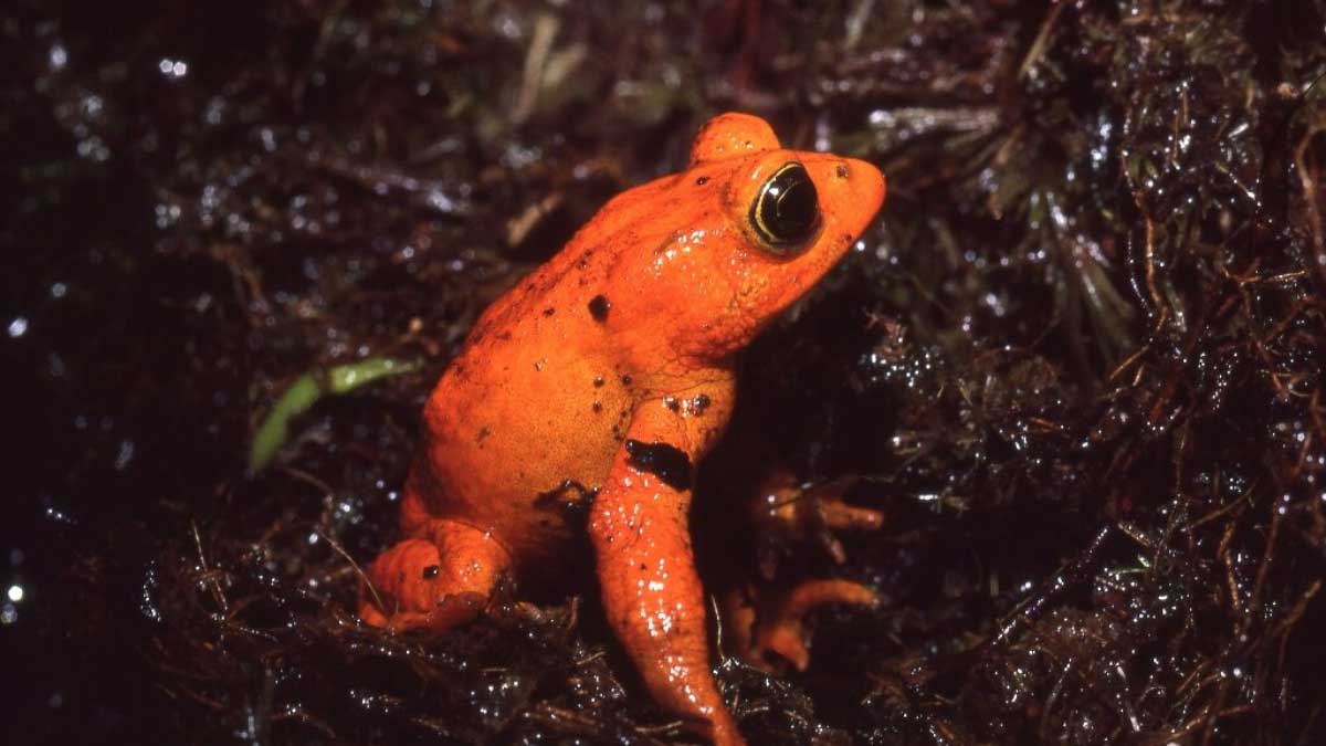 Golden Toad: A Tribute to the Lost Species