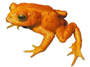 Golden Toad: A Tribute to the Lost Species