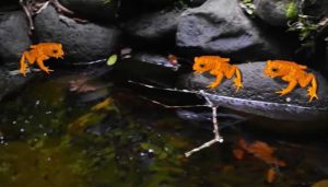 Golden Toad: A Tribute to the Lost Species
