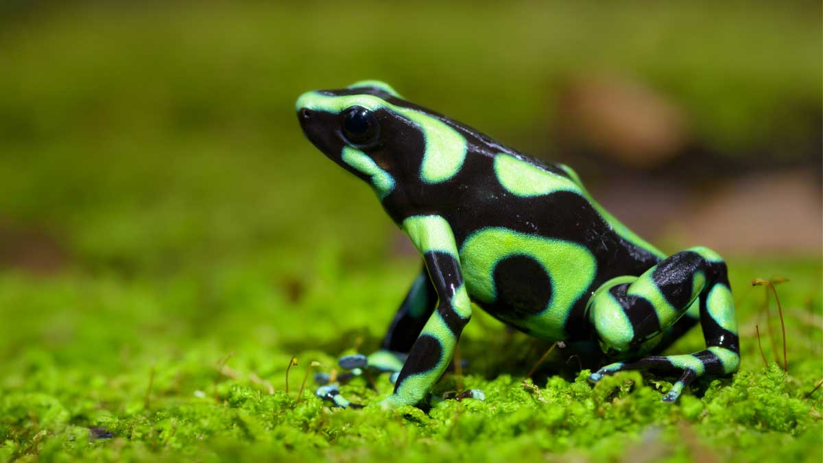 Green-and-Black Poison Toad: A Colorful Encounter