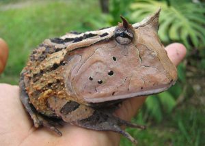 Frogs Food: What Do Frogs Eat and How?