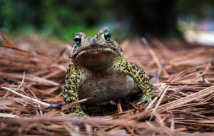 Houston Toad: Conservation Efforts in Texas