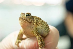 Houston Toad: Conservation Efforts in Texas