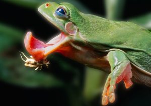 Frogs Food: What Do Frogs Eat and How?