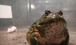 Do Frogs Eat Mice? YES But Species-Specific