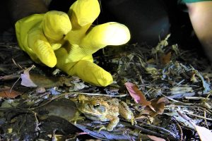 Australia's Cane Toads: Impact of an Invasive Species