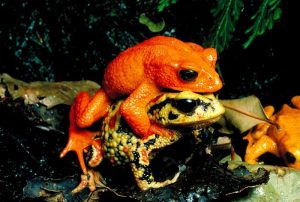 Golden Toad: A Tribute to the Lost Species
