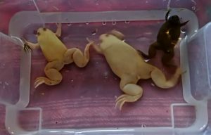 African Clawed Frog Care: Diet, Tank Setup, Temperature, Breeding, Etc.