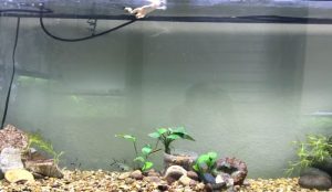 African Clawed Frog Care: Diet, Tank Setup, Temperature, Breeding, Etc.