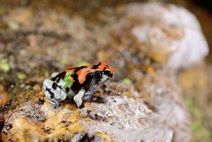 Malagasy Rainbow Toad: Madagascar's Hidden Amphibian Gem