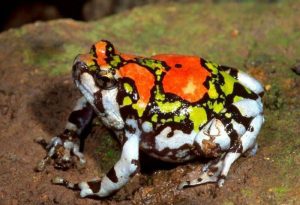 Malagasy Rainbow Toad: Madagascar's Hidden Amphibian Gem