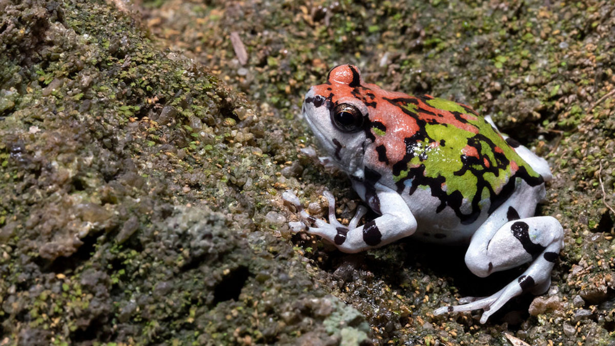Malagasy Rainbow Toad: Madagascar's Hidden Amphibian Gem