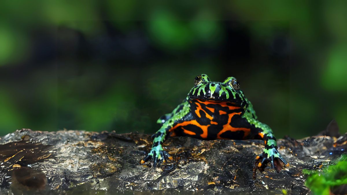Oriental Fire-bellied Toad: Vivid Amphibian with Unique Defense