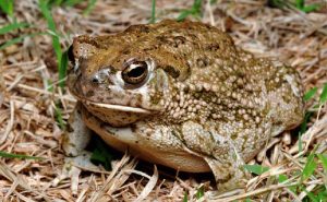 Anaxyrus: Spotlight on North American True Toads