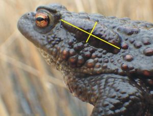 True Toads' Parotid Gland: A Fascinating Feature