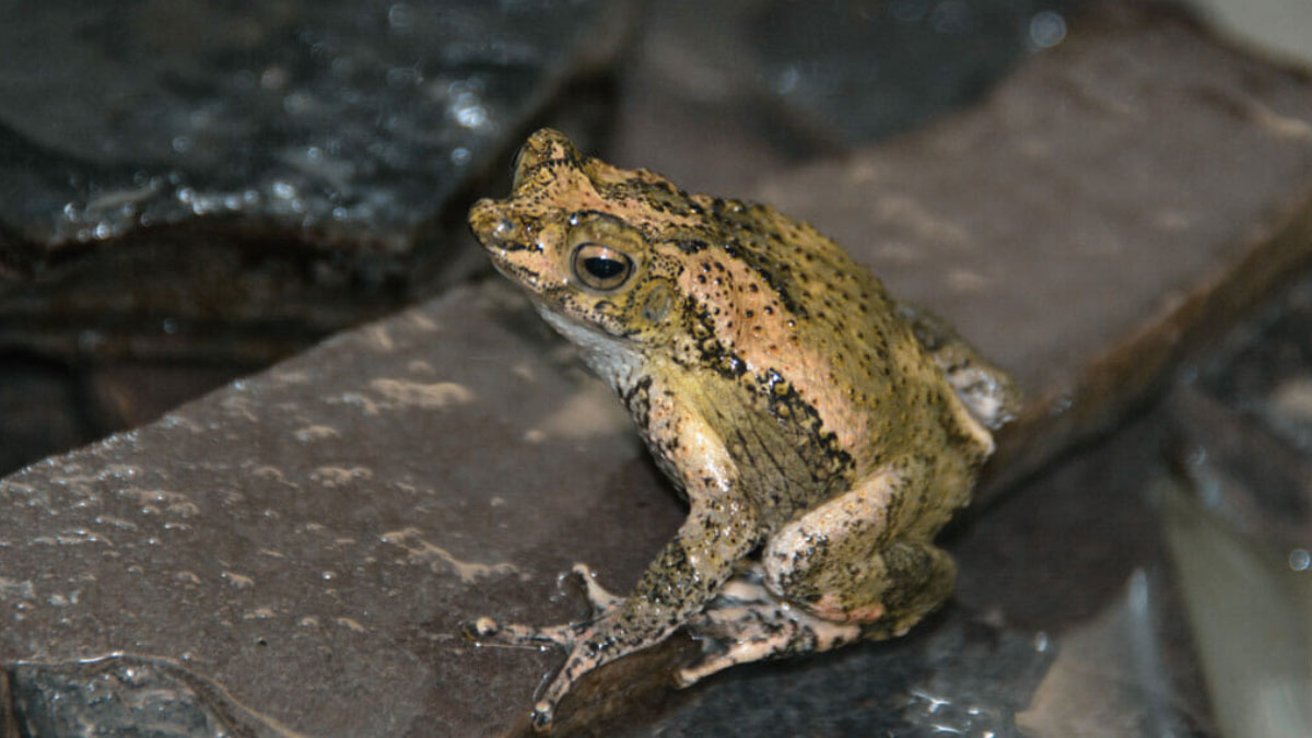 Puerto Rican Crested Toad: Saving an Endangered Species