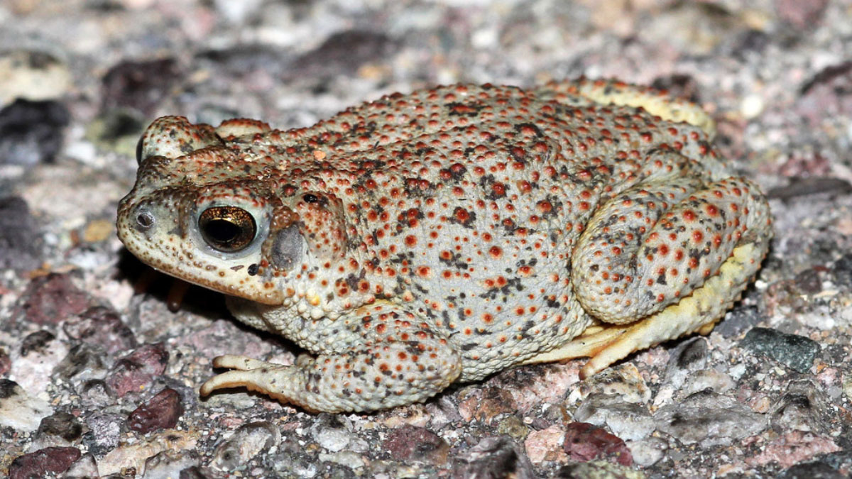 Red-spotted Toad: Exploring North America's Colorful Native
