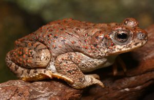 Red-spotted Toad: Exploring North America's Colorful Native