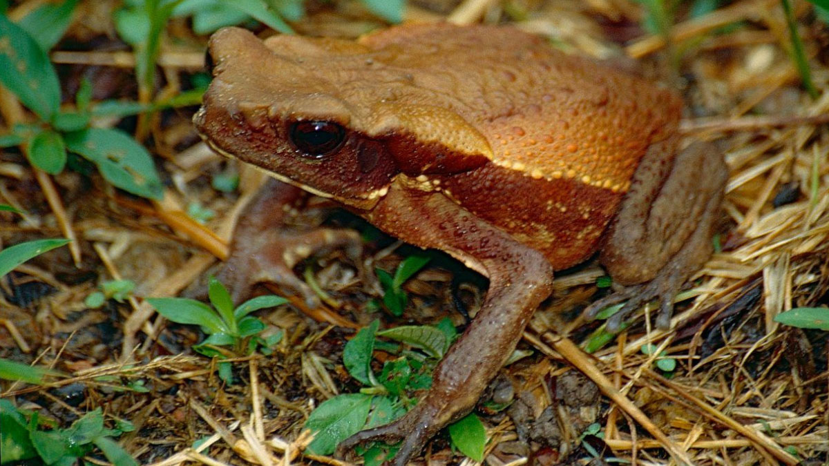 Smooth-sided Toad: South America's Enigmatic Species