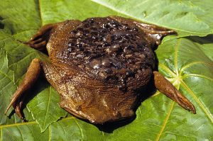 Surinam Toad: Examining the Distinct Reproduction Process