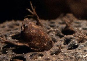 Surinam Toad: Examining the Distinct Reproduction Process