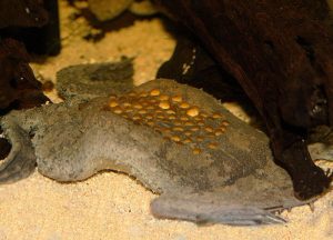 Surinam Toad: Examining the Distinct Reproduction Process
