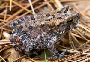 American Toad: A Hidden Gem of North American Wildlife