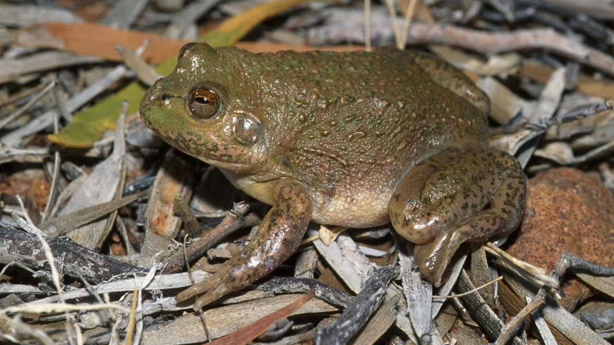 Water-Holding Toads: Unveiling Amphibian Survival Skills