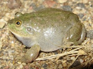 Water-Holding Toads: Unveiling Amphibian Survival Skills