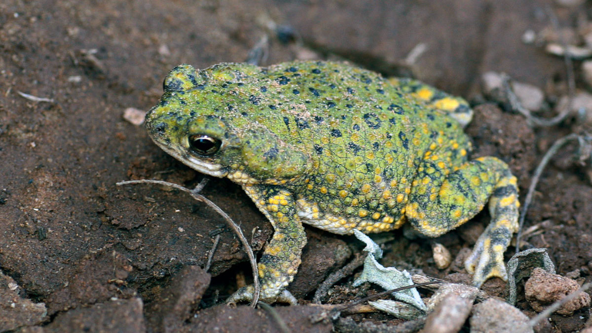 Western Green Toad: A Guide to a Colorful Species