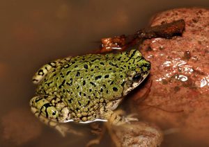 Western Green Toad: A Guide to a Colorful Species