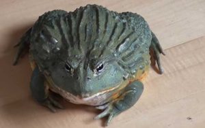 African Bullfrog As Pets: Care, Diet, Tank Setup, Temp Etc.