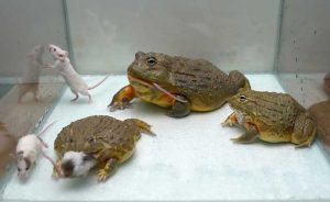 African Bullfrog As Pets: Care, Diet, Tank Setup, Temp Etc.