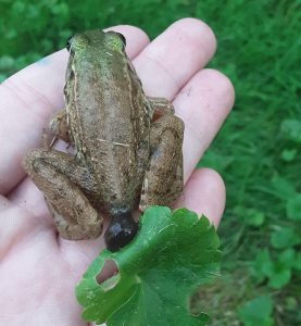 Frog Poop: What Does It Look Like?