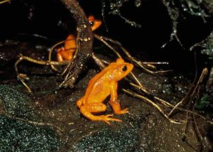 Golden Toad: A Tribute to the Lost Species