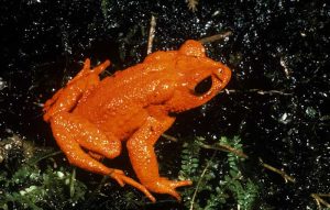 Golden Toad: A Tribute to the Lost Species