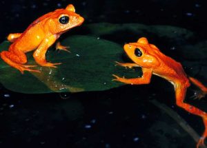 Golden Toad: A Tribute to the Lost Species