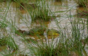 Are African Bullfrogs Poisonous? [Everything to Know About Them]