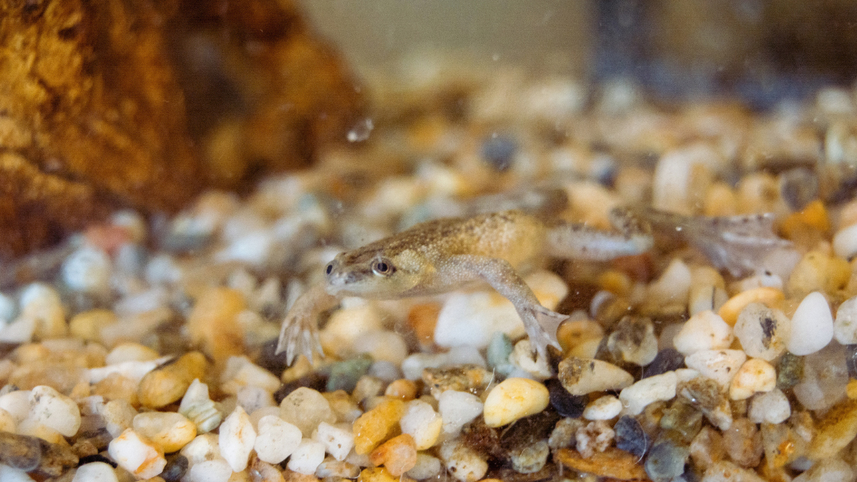 African Dwarf Frog Eggs 101: All Your Questions Answered