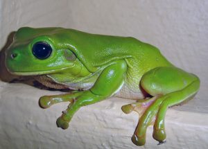 Are Green Tree Frogs Poisonous? How To Handle Them Safely