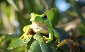 Are Green Tree Frogs Poisonous? How To Handle Them Safely