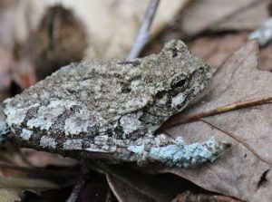 Are Grey Tree Frogs Poisonous To Humans? No, But They Are Risky!