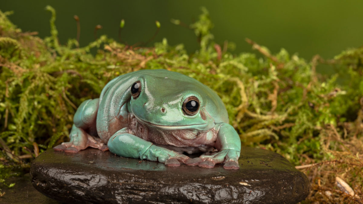 Are White Tree Frogs Poisonous: Find Out Now