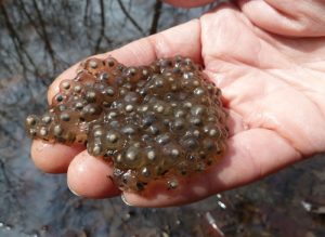 Do Frogs Have Amniotic Eggs?