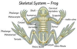 Do Frogs Have Bones? Know Everything That You Need to Know