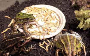 Do Frogs Eat Worms? A Guide To The Amphibian's Food Habit